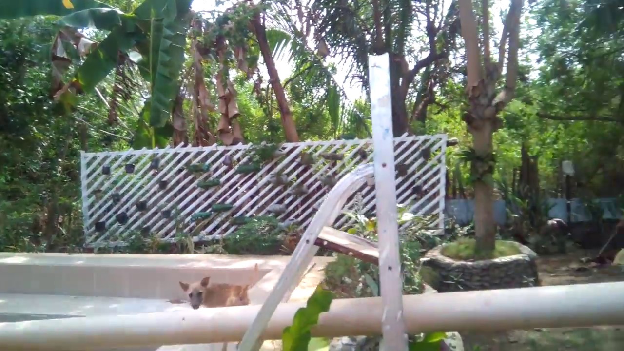 TONS OF FALLING DEAD LEAVES FROM TALISAY TREE - YouTube