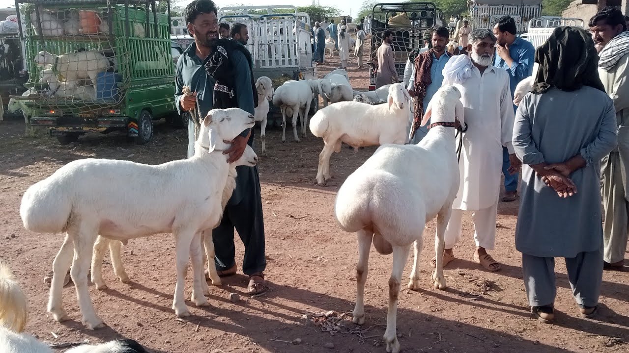 Best Dumba Collection For Qurbani Eid 2023 Dumba Mandi Gali Jageer ...
