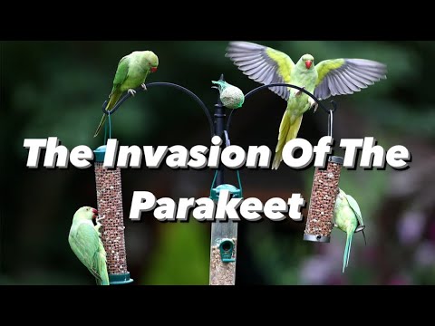Wild Parrots In London & Around The UK? Where Did They Come From? Wild ...