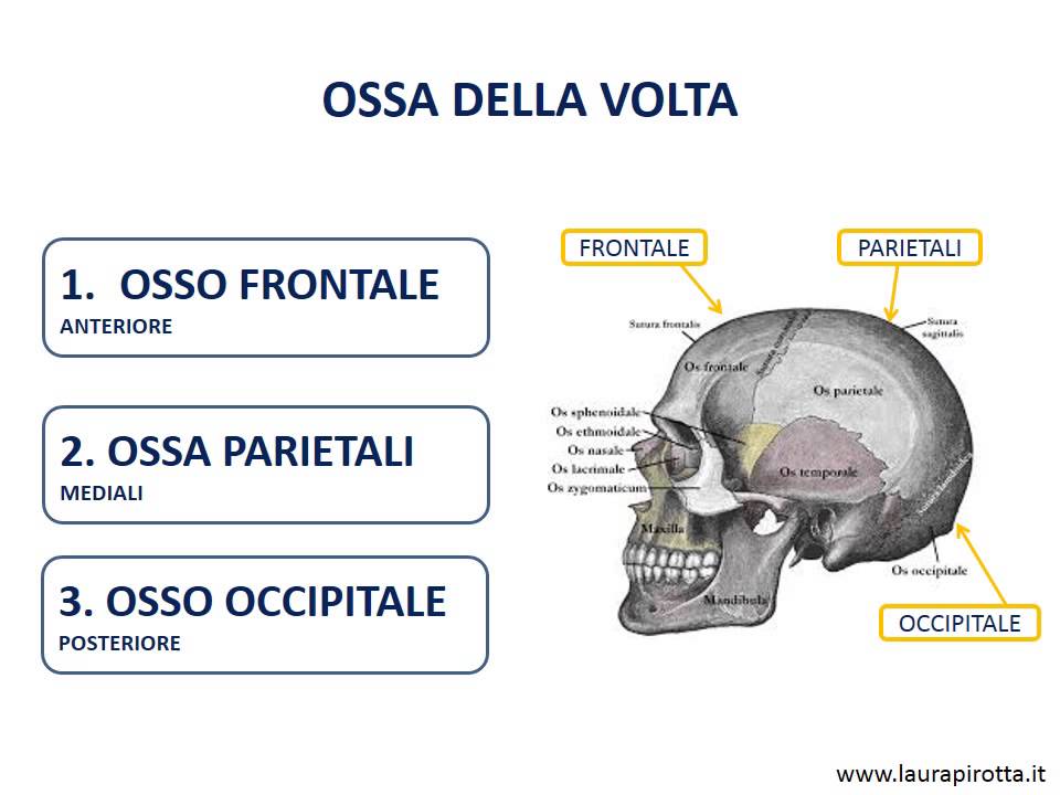 13. Il cranio - YouTube