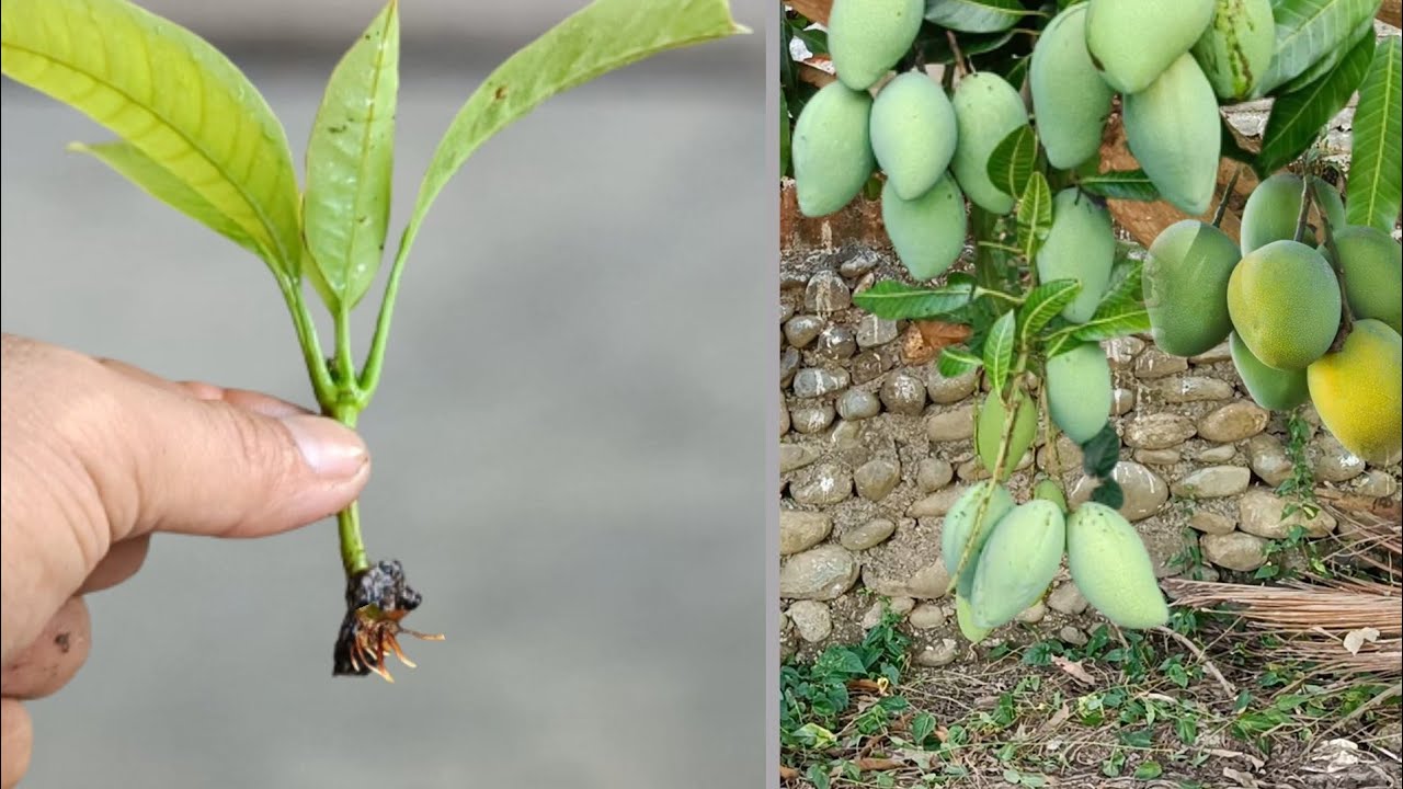 Knowing This Secret: Helping You Propagate Mango Trees from a Cut in ...
