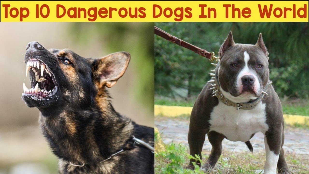 Top 10 Most Dangerous Dog Breeds In The World. ( दुनिया की 10 सबसे ...