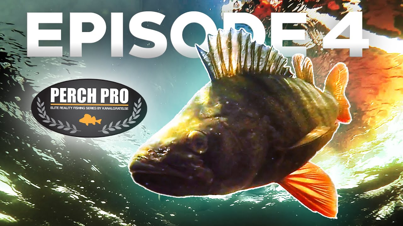PERCH PRO 7 - Episode 4 - YouTube