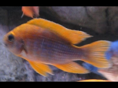 Aulonocara Jacobfreibergi Mamela Lemon Jake African Cichlid Malawi ...