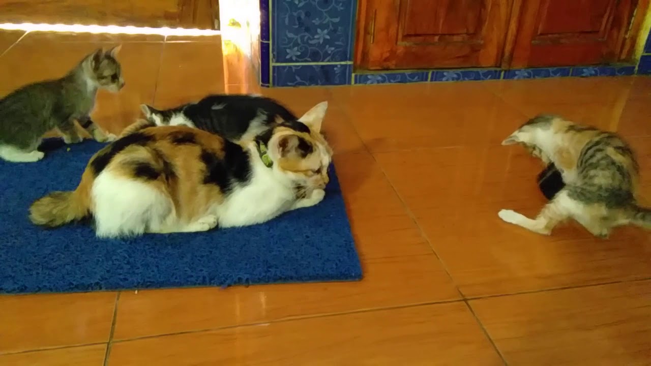 Kucing ku lucu - YouTube