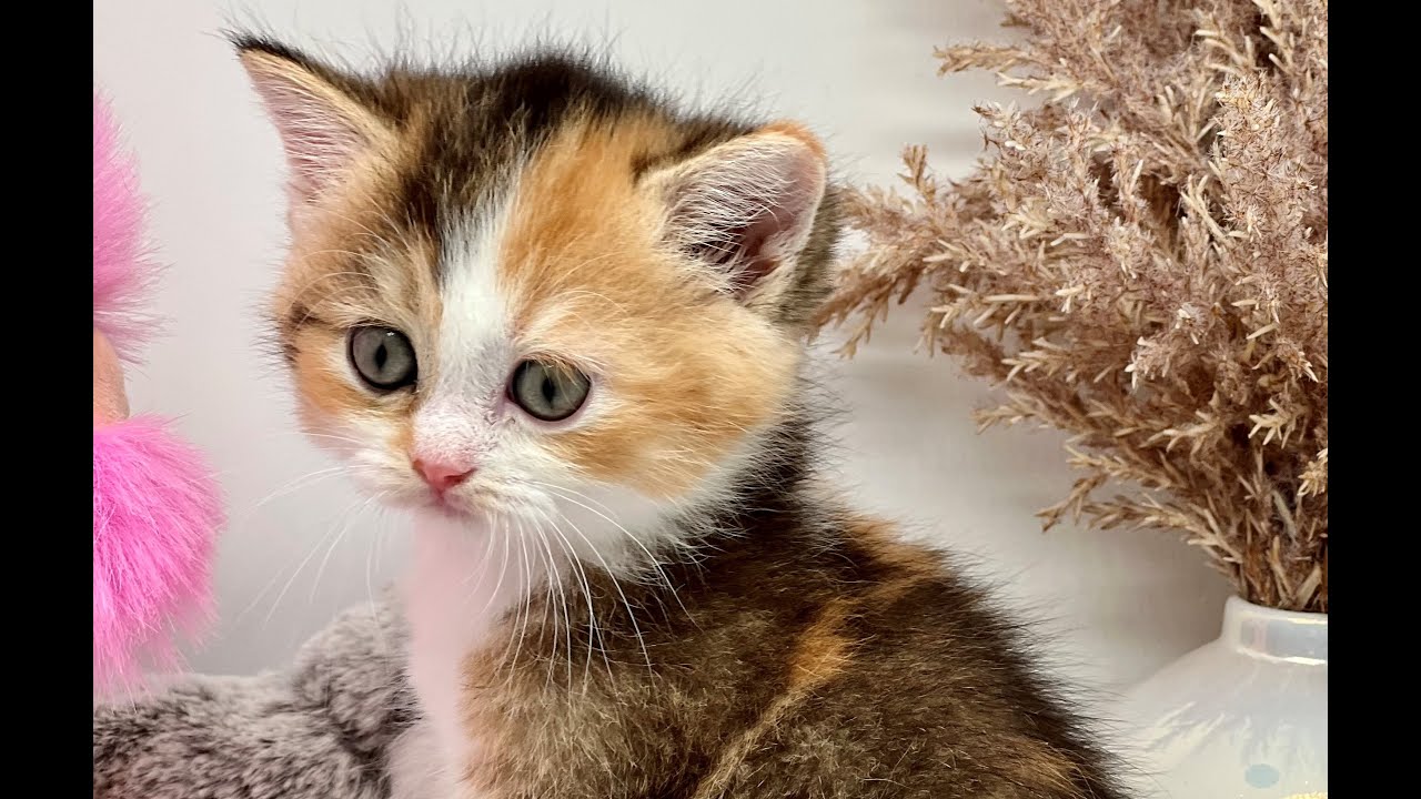 Calico Scottish Straight female kitten - YouTube