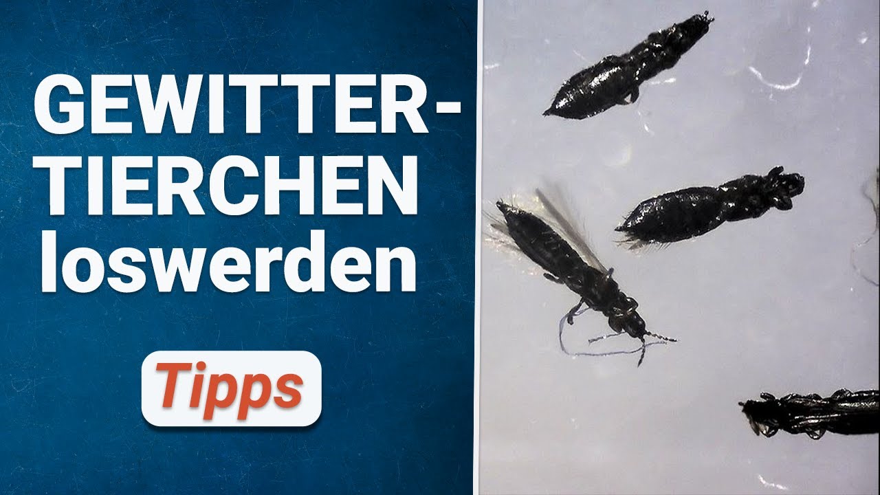 Thripse effektiv bekämpfen 🪰 Tipps gegen GEWITTERTIERCHEN - YouTube