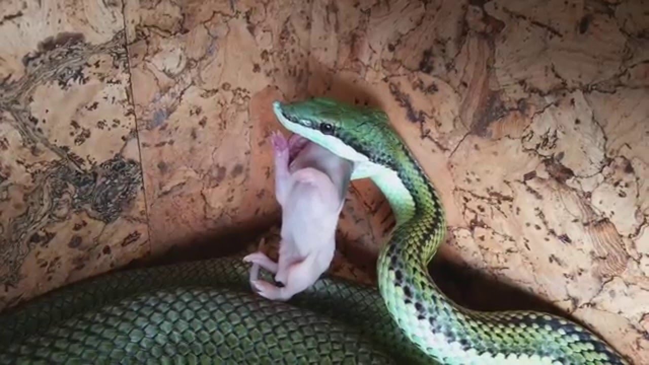 Baron's green racer's feeding (Philodryas baroni) - YouTube