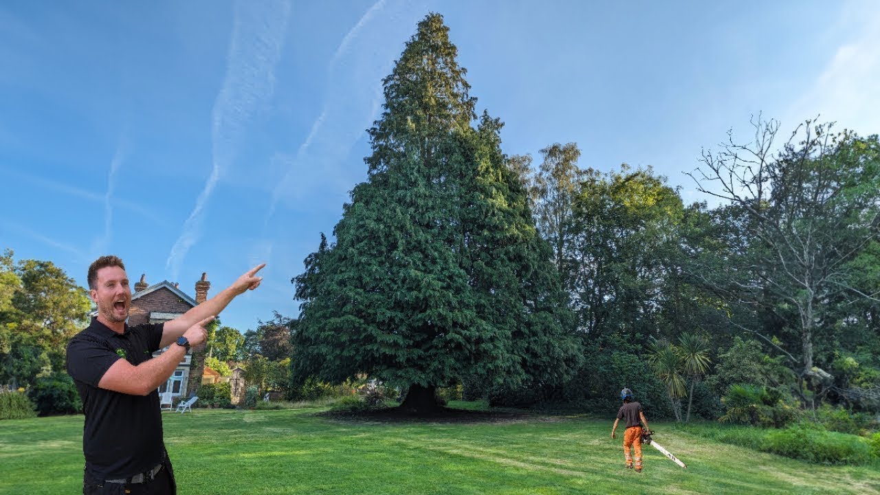 Our BIGGEST TREE to DATE! | 90ft Conifer Tree Removal - YouTube