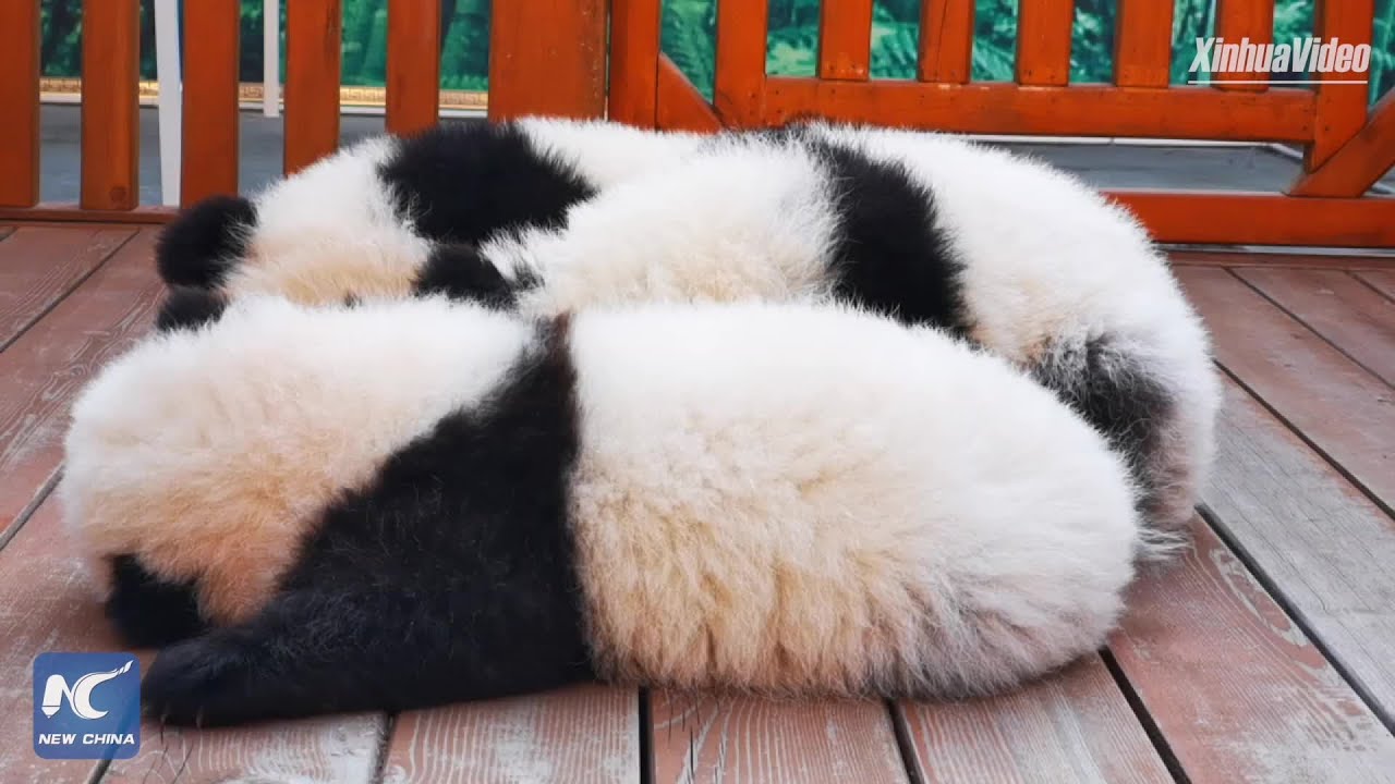 Three panda cubs taking a nap - YouTube