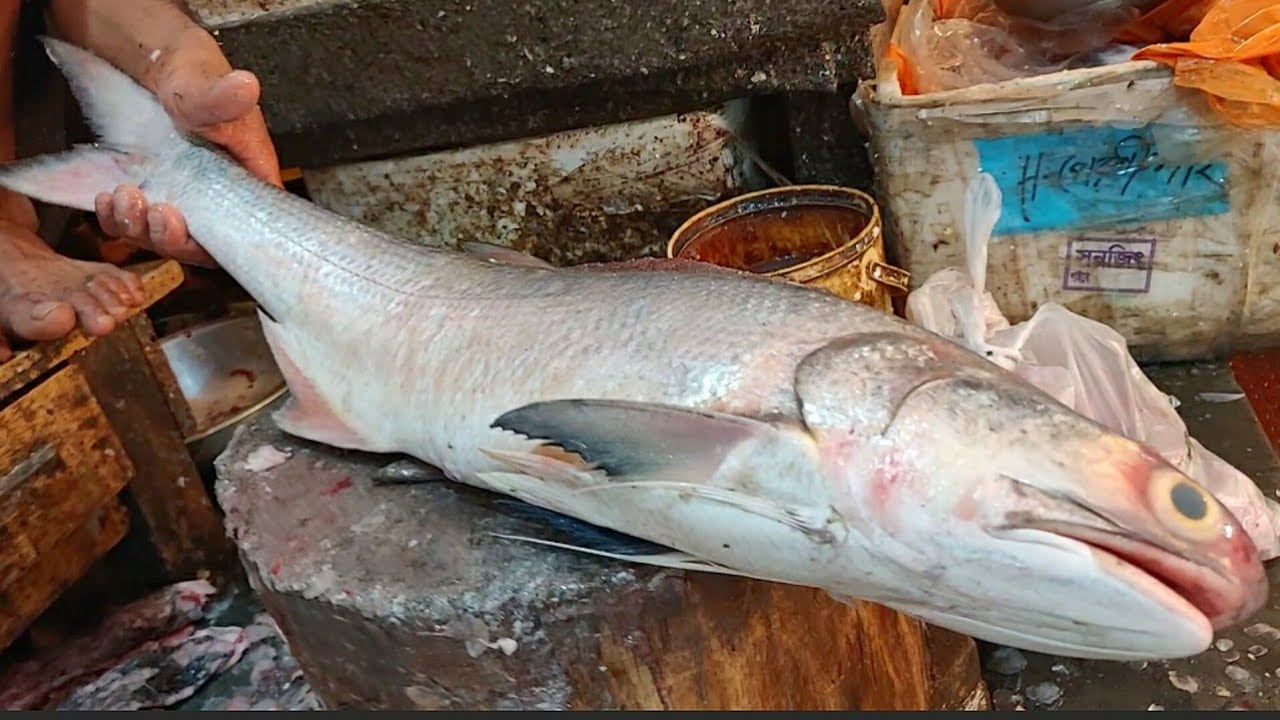 Fast Big India Salmon Fish Cutting Skills In Fish Market | Fish Cutting ...
