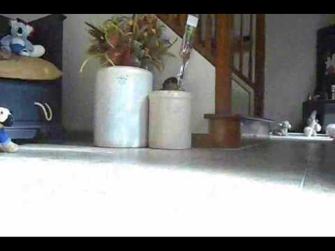 Webkinz (2016): It's Me, Cincinnati! Clip - Cincinnati's Roar - YouTube