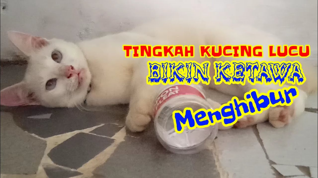TINGKAH KUCING LUCU bikin ngakak nangis - YouTube