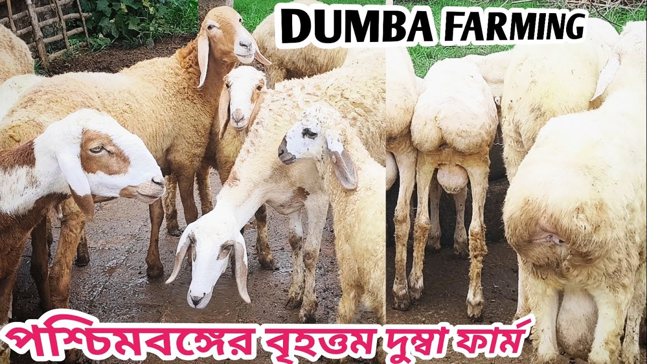 DUMBA FARMING//৪ টি দুম্বা পালন করে বছরে সত্যিই কি ২ লক্ষ টাকা আয় ...
