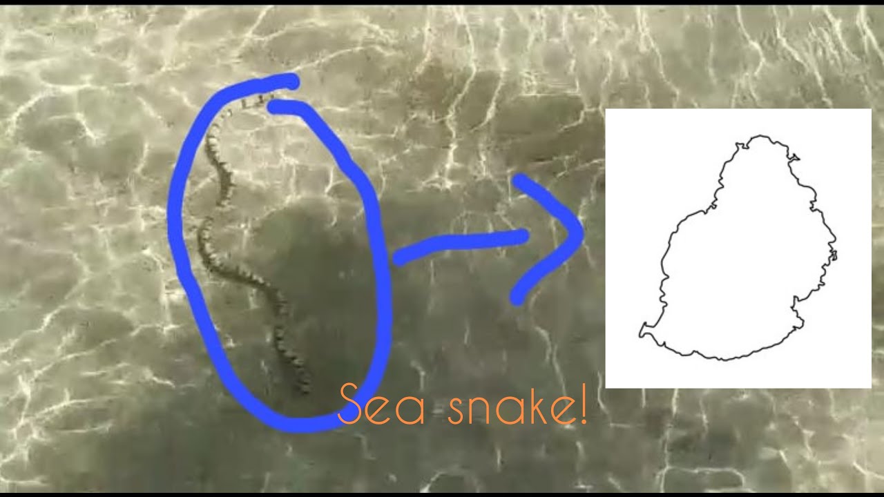 A sea snake found in Mauritius!! ( absolutely insane) Physically ...