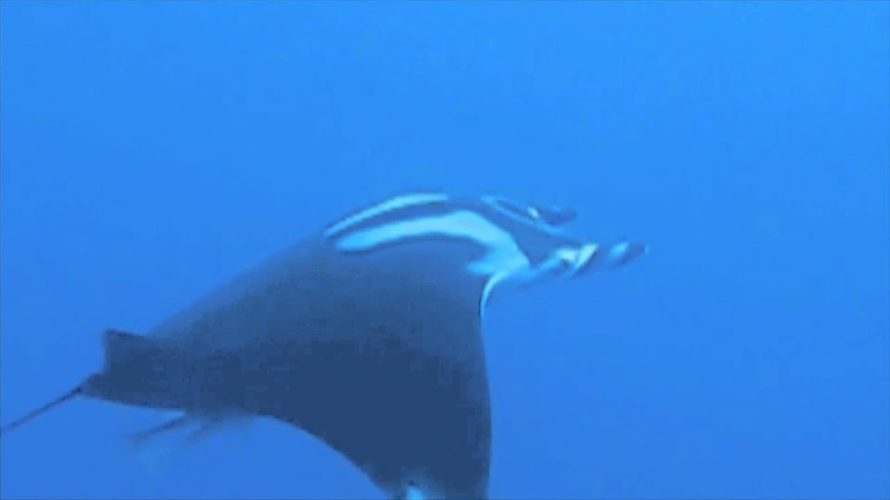 Teufelsrochen Mobula Rotes Meer - YouTube