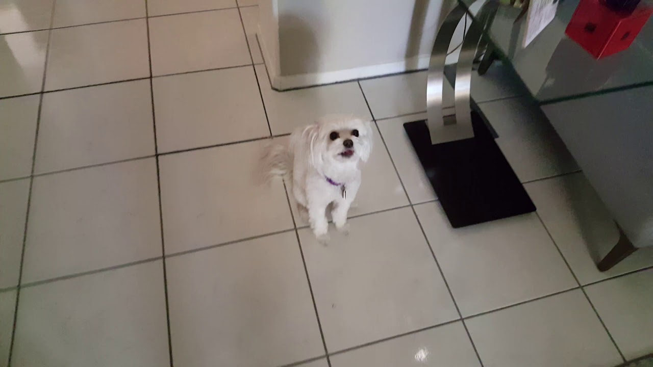 Polish 101 Sit, Stay, Come - YouTube