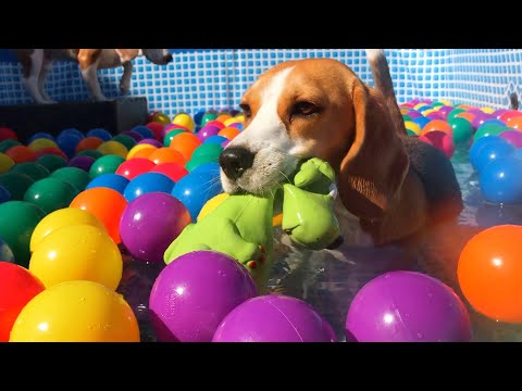 Funny Dogs Ball Pit Party Compilation : Beagle Dogs Louie & Marie