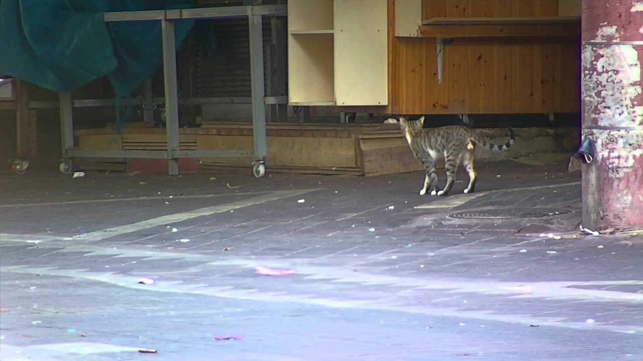 Male Stray Cat Try to Hunt Pigeon - Footage Tripod - YouTube