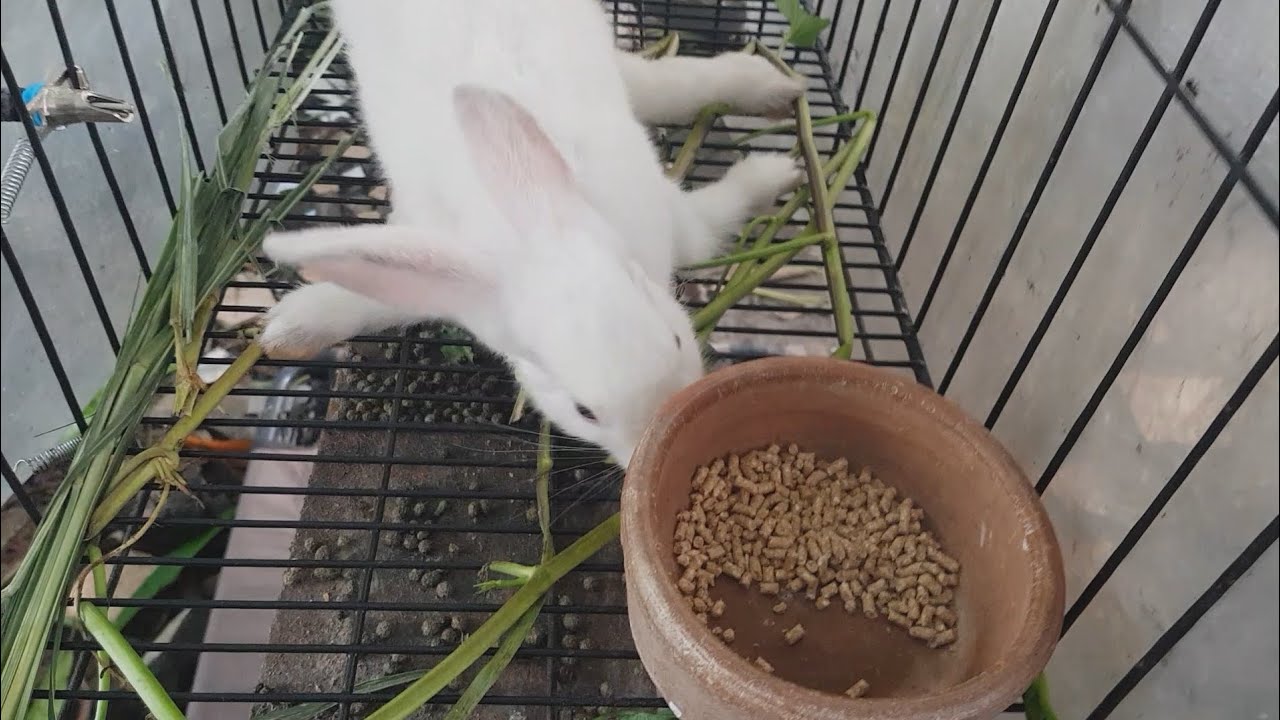 nag iisang ibang anyo ng Rabbit ko - YouTube