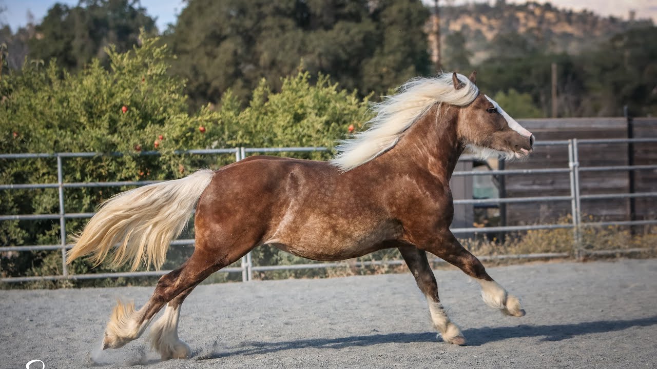 Stunning Silver Dapple Gypsy Vanner Filly - YouTube