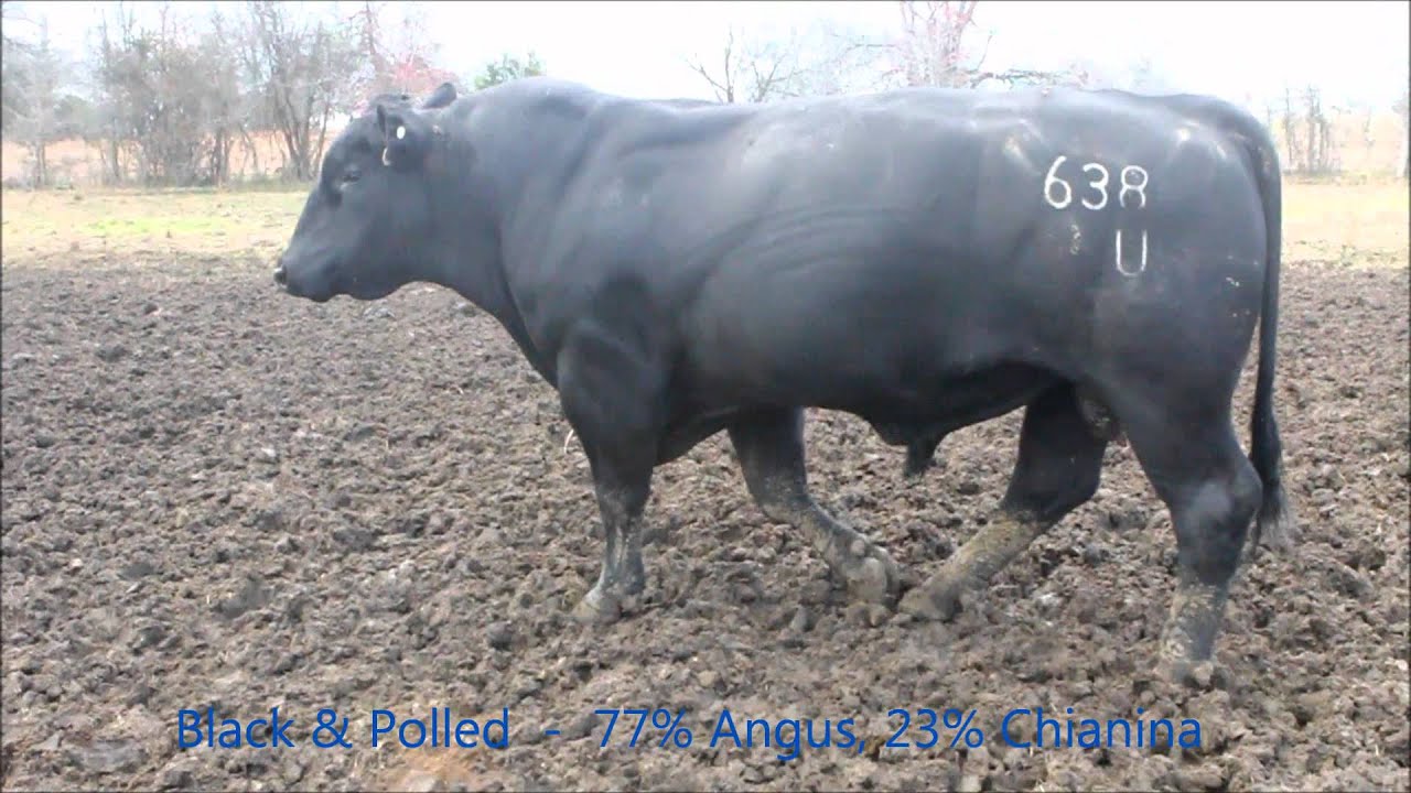 Chiangus bull breeding cows at CK Cattle - YouTube