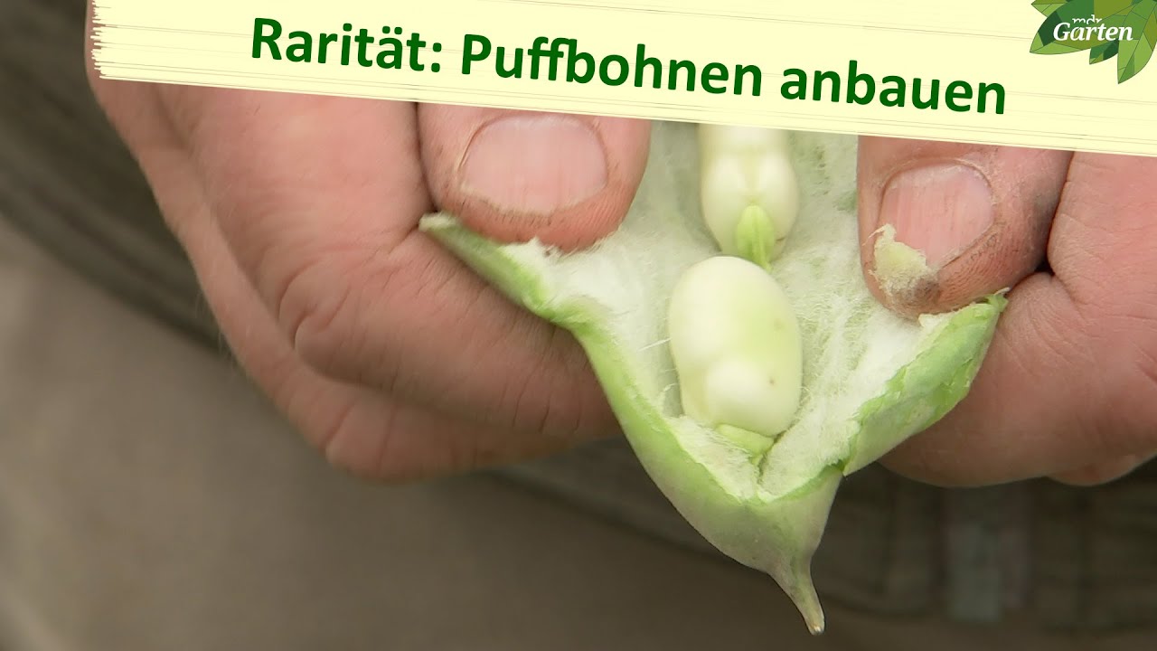 Holt die Puffbohnen aufs Beet! | MDR Garten | MDR - YouTube