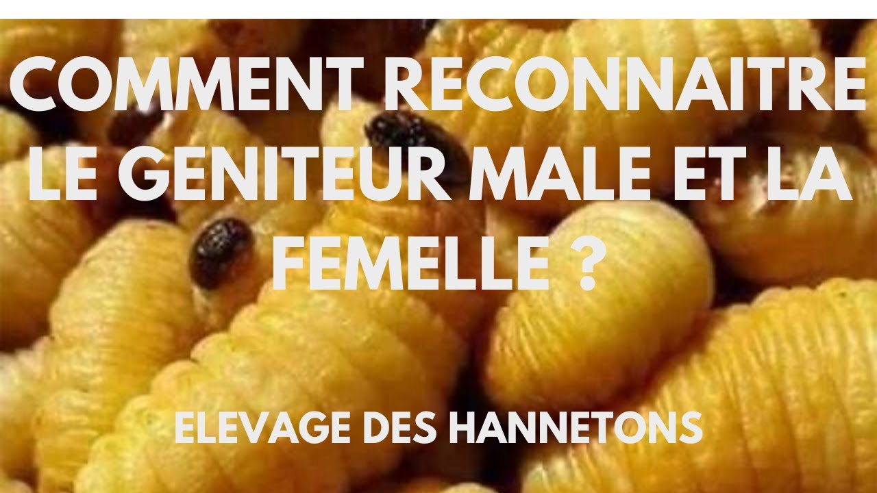 ELEVAGE DES HANNETONS OU FOSS COMMENT RECONNAÎTRE LE GÉNITEURS MÂLE OU ...