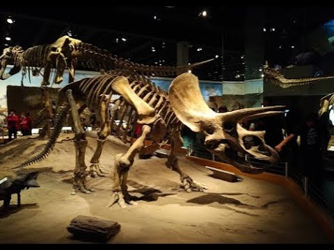 Royal Tyrrell Museum.in Drumheller, Alberta - YouTube