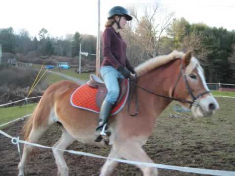 Haflinger ~ Flat Work & Jumping Her Highest Jump Yet; 2'9"! - YouTube