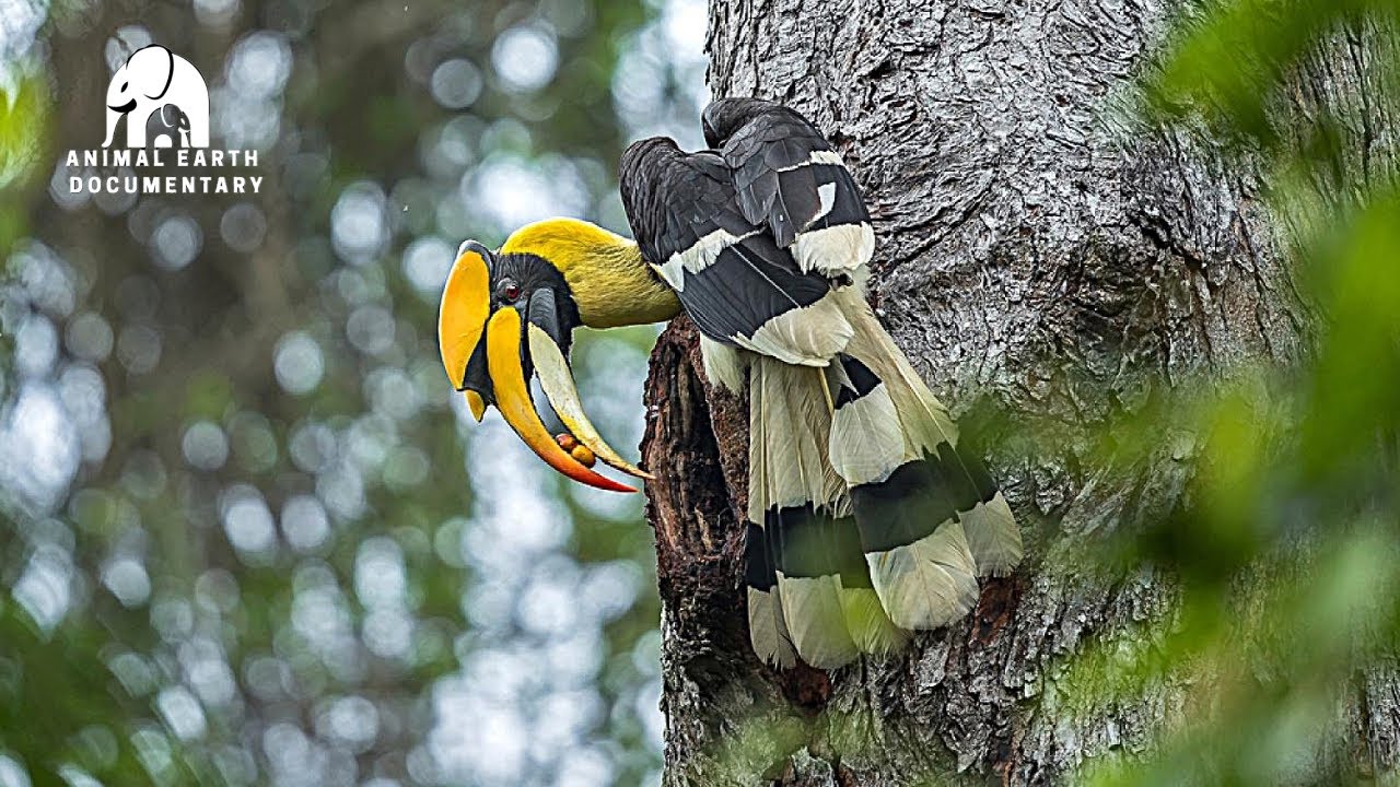 LAOS Has The MOST BEAUTIFUL Birds You've Ever Seen? - YouTube