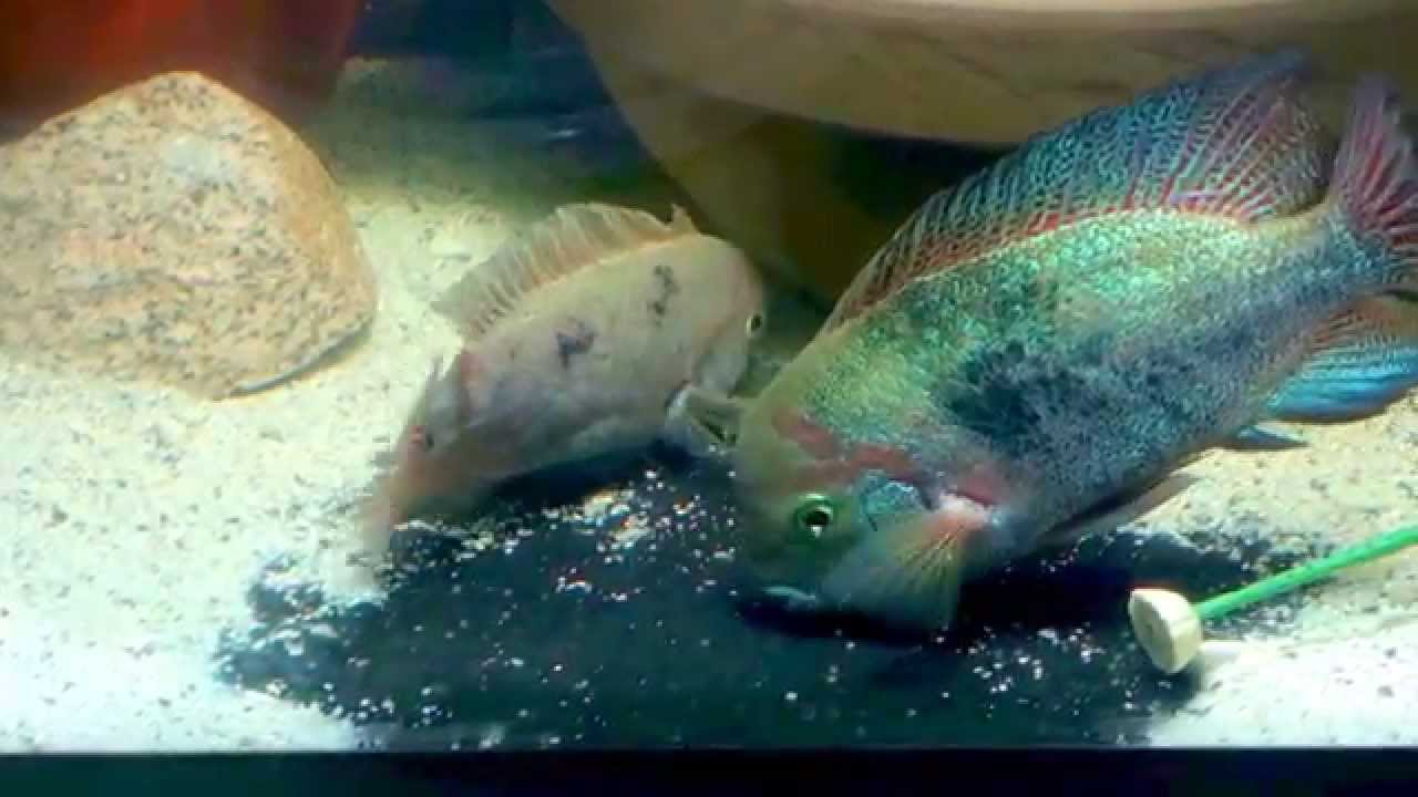 Paraneetroplus regani showing spawning behaviors - YouTube
