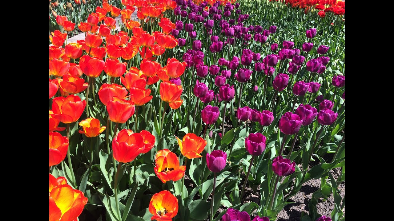 Ann Reed live From Somewhere In Her House! Thursday, May 23, 7:00 pm ...