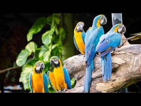 Most Beautiful Macaws parrot. 5 world Beautiful Macaws on plant. - YouTube