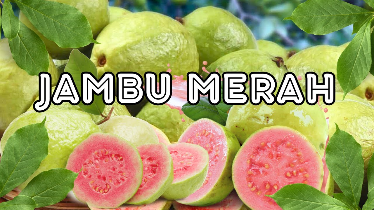 Mengenal Buah Jambu Merah Dan Vitamin Yang Terkandung Didalamnya - YouTube