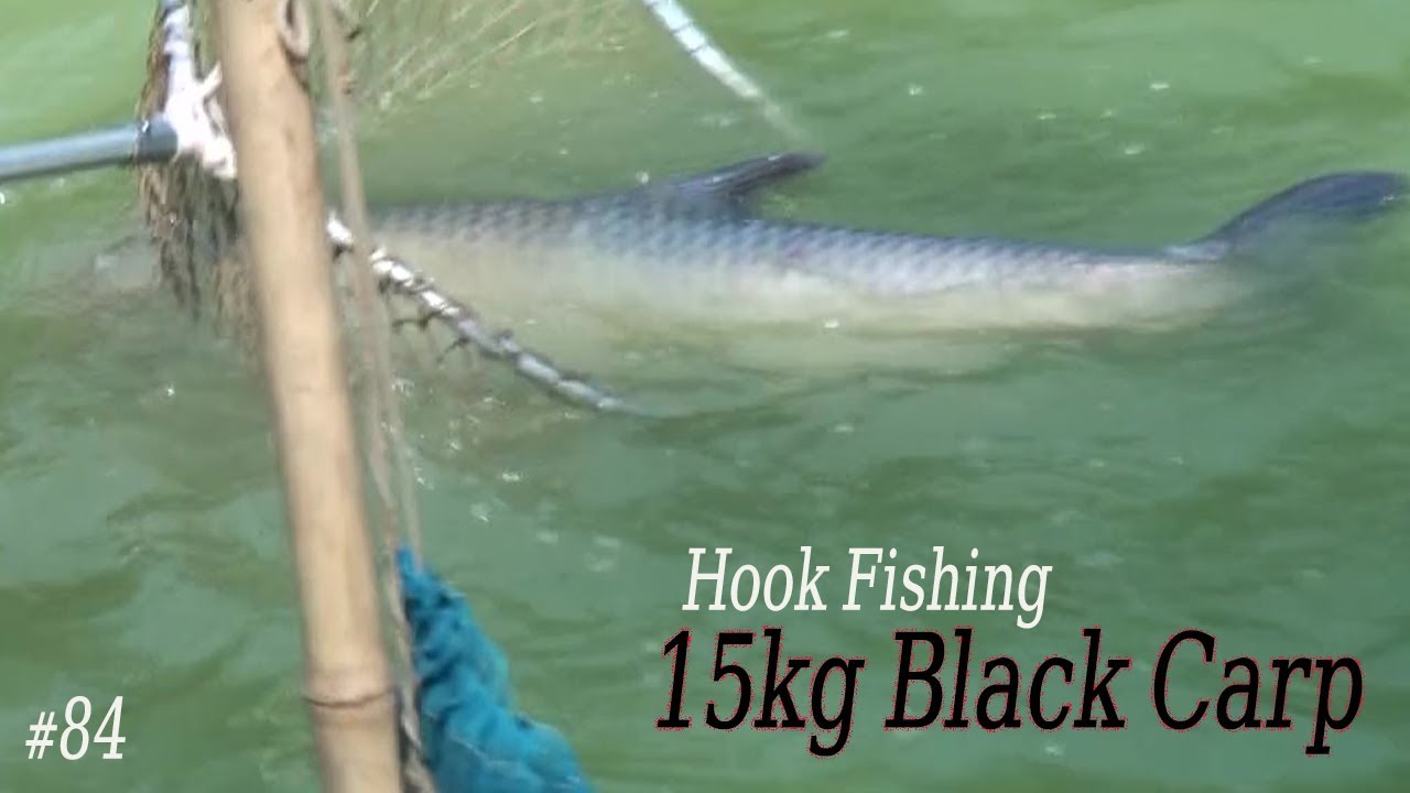02 big 15KG+Black Carp Fishing I Hook Fishing videos I Black Carp ...