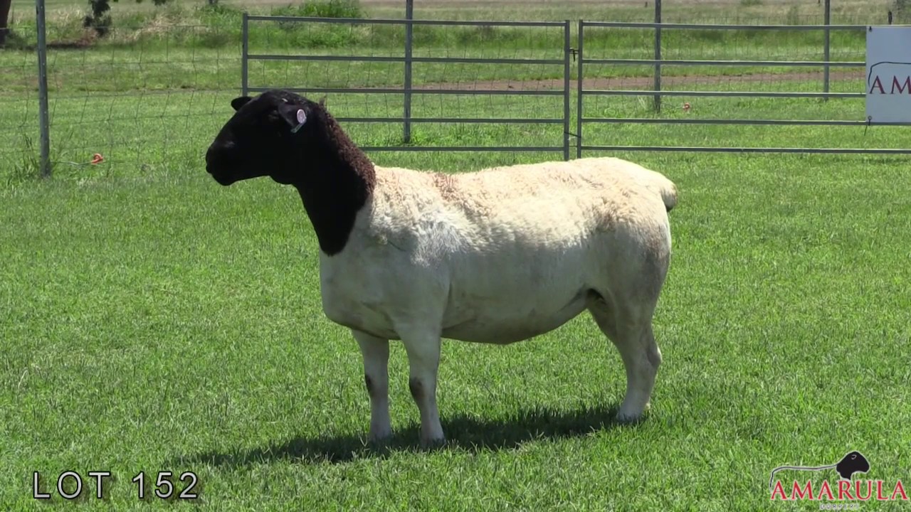 Lot 152 - Amarula Dorper 2017 Sale Ewe (Type 5) - YouTube