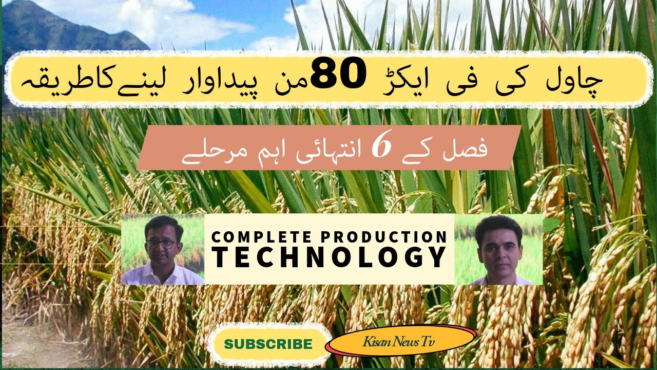 Complete rice production technology| How to get good rice production ...