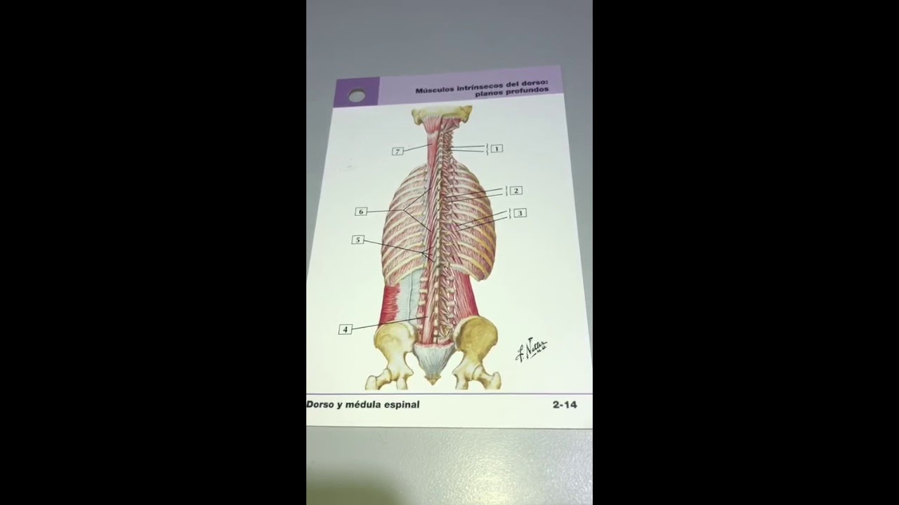 Músculos del Dorso y de la Nuca - YouTube