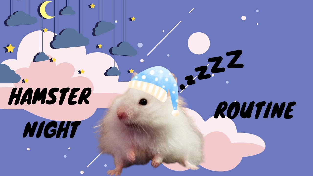 What my Greek Hamster does at night - YouTube