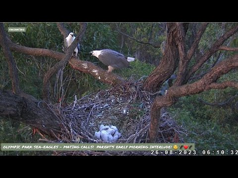 Sea-EagleCAM ~ MATING CALLS! PARENT'S EARLY MORNING INTERLUDE! 🫣 🦅 ️🦅 8/26/23 - YouTube