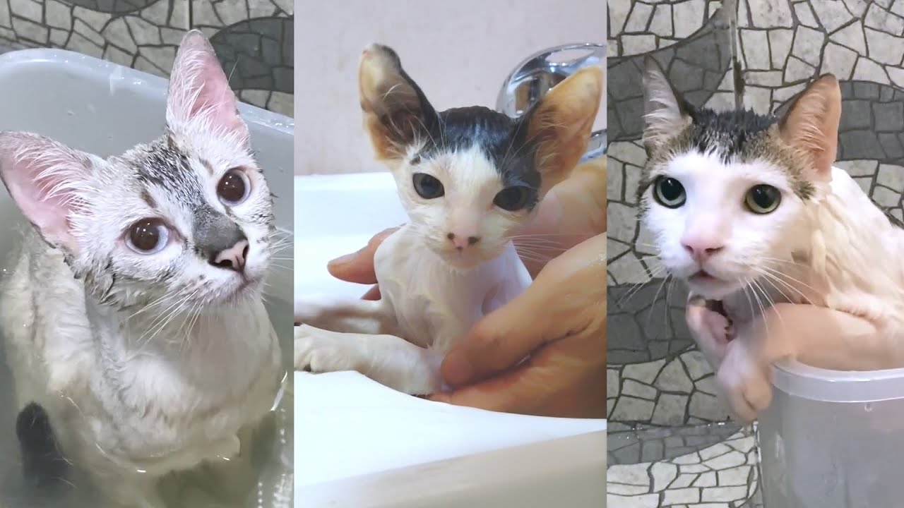 Cute Cats And Kittens Bathing Compilation #4 - YouTube