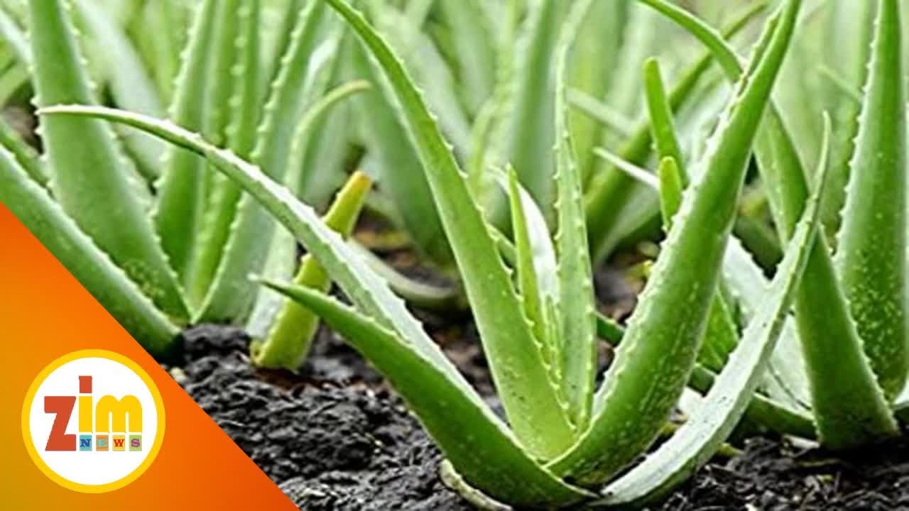 Man dies after drinking gavakava concoction in bid to ‘clean’ his ...