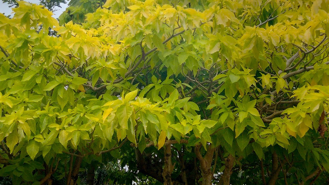Letta kochchi Shrub / Watha Banga (Pisonia grandis) - YouTube