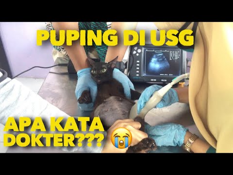 PERUT KUCING MEMBESAR SETELAH DI USG TERNYATA INI KATA DOKTER - YouTube