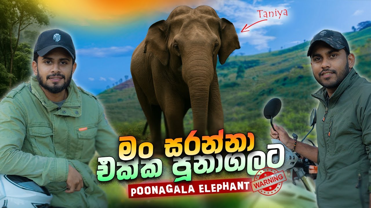 මිනිස් ජීවිත 16යකට වගකියපු පූනාගල තනි අලියා ft. @mansaranna | Poonagala ...