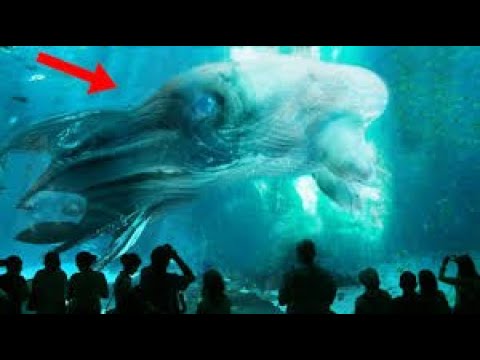 Top 5 MOST SCARIEST SEA MONSTERS CAUGHT ON CAMERA - YouTube