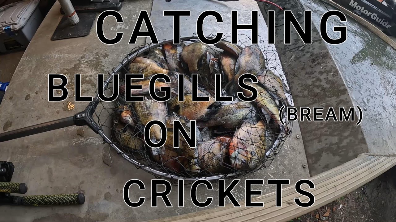 Catching Bluegills (Bream) on Crickets - YouTube