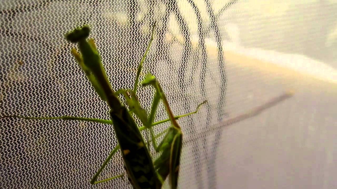 Zebra Mantis Mating ( Omomantis Zebrata ) - YouTube