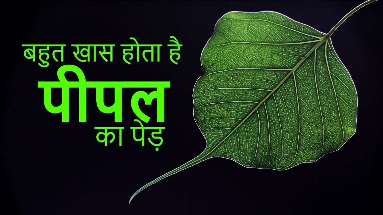 Peepal Tree | peepal tree puja | pipal me diya jalana | pipal puja ...